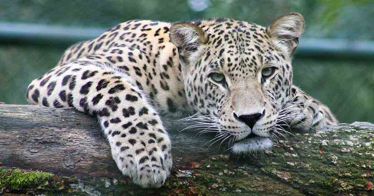 Léopard : à la découverte du super-prédateur félin | Safari Avventura