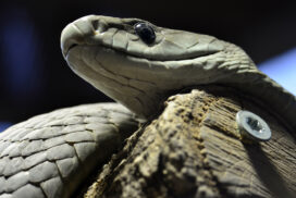 Black Mamba: Bite, Speed and Habitat of the Snake