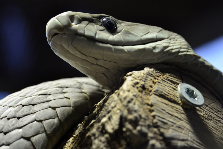 Black Mamba: Bite, Speed and Habitat of the Snake