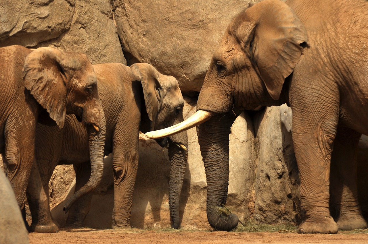 Animales africanos en un safari, las especies más fascinantes