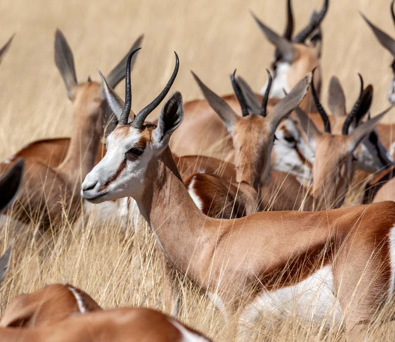 Safari Tanzania, tour guidati e avventure esclusive | Safari Avventura